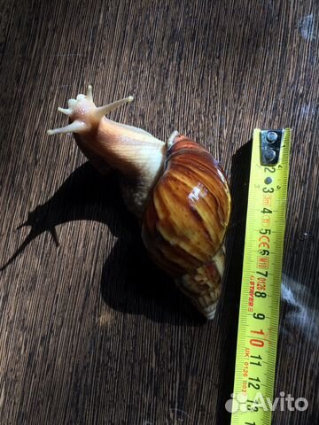 Улитки Ахатины Взрослые