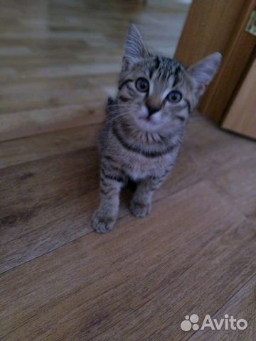 Шотландец (скоттиш-страйт)