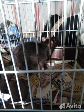 Крыски в добрые руки