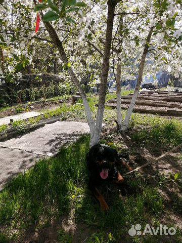 Красивый мальчик ратвейлера ищет подругу