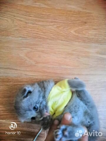 Игривая вислоухая красавица