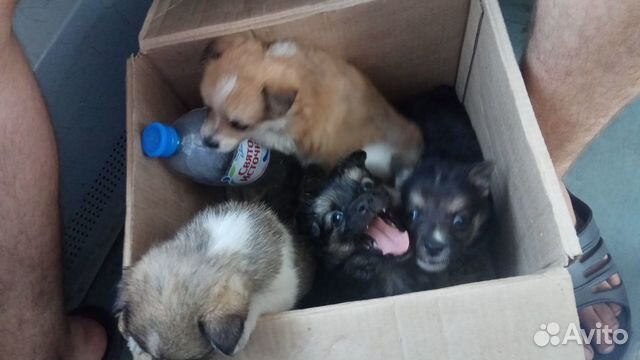 4 щенка комнатной собаки