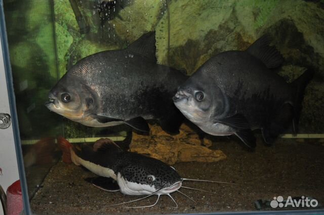 Пара Чёрных Паку