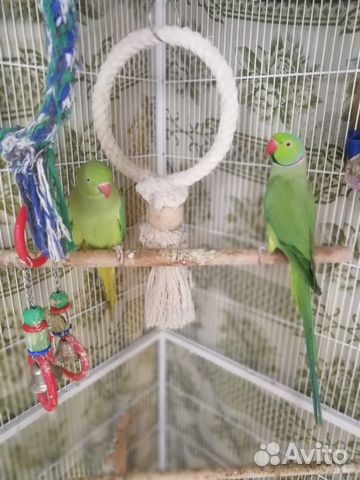 Ожереловые попугаи, пара