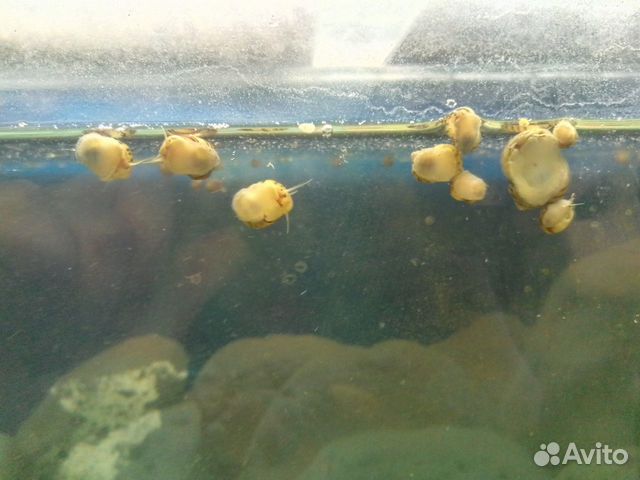 Аквариумные улитки