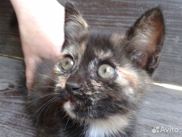 Кошка приносящяя удачу