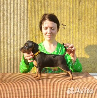 Породистые щенки Цвергпинчеры, 2 мес
