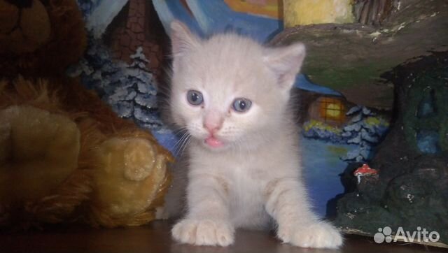 Котенок полубританец 1 месяц мальчик