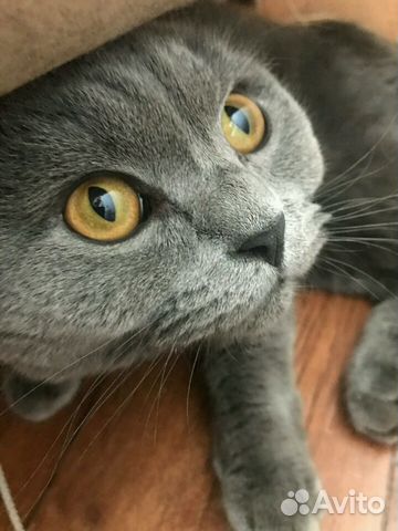 Альф ищет хозяев)