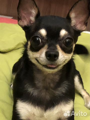 Ищем жениха