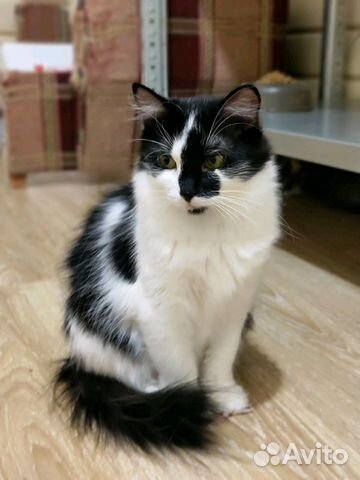 Кошечка Марфуша