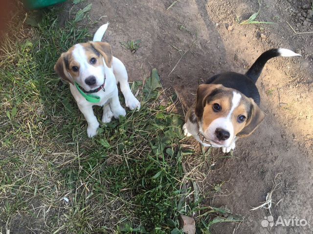 Девочка бигль