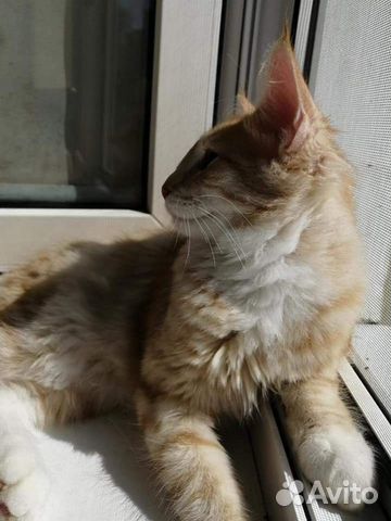 Норвежская лесная кошечка