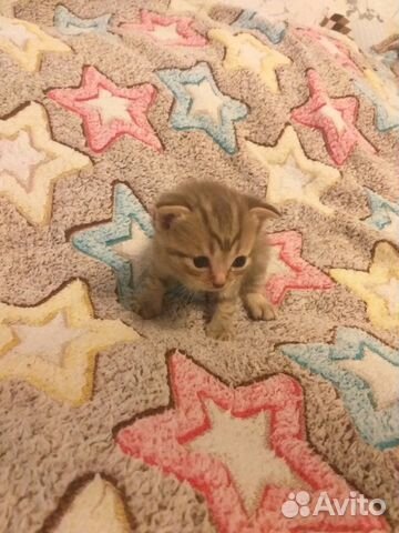 Продаю плюшевых шотландских и британских котят