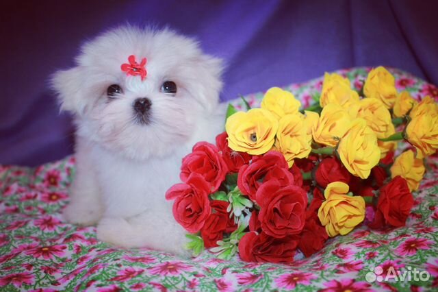 Кукольная мини девочка мальтезе 3 мес