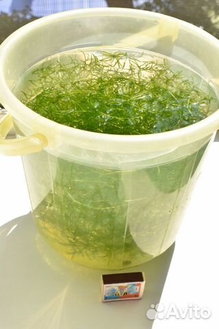 Меняю траву на гупешек, пецилий