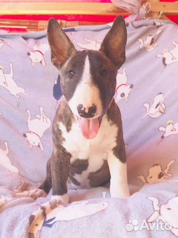 Щенок миниатюрного бультерьера