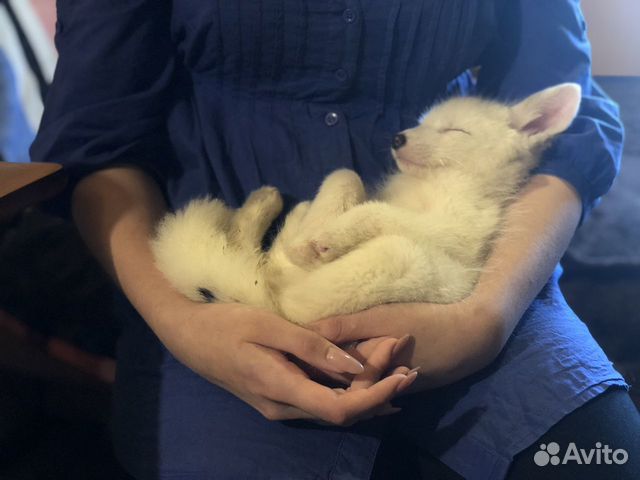 Белый лисенок