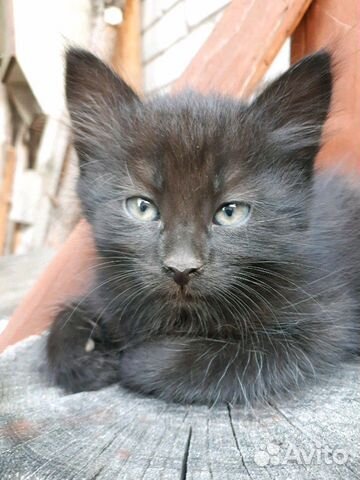Котята 1 месяц