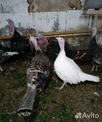 Семья индюков