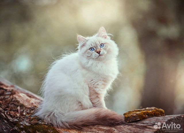 Сибирская кошка с голубыми глазами