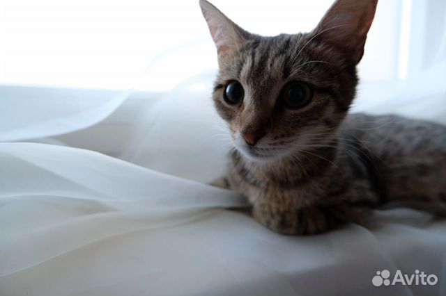 Метис бенгальской кошки, котенок-девочка, 5 мес