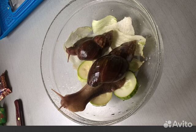 Улиточки Ахатины Бесплатно