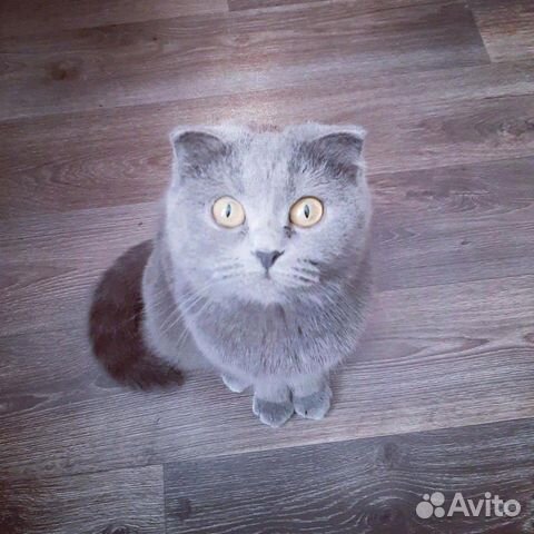 Шотландская кошка