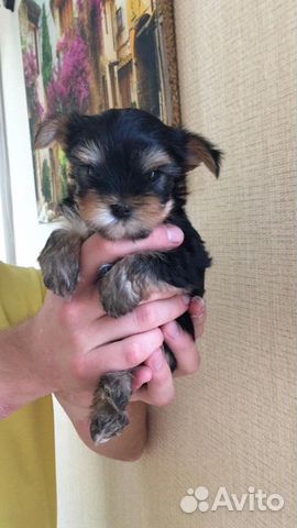 Продаётся кутёнок Йоркширского терьера