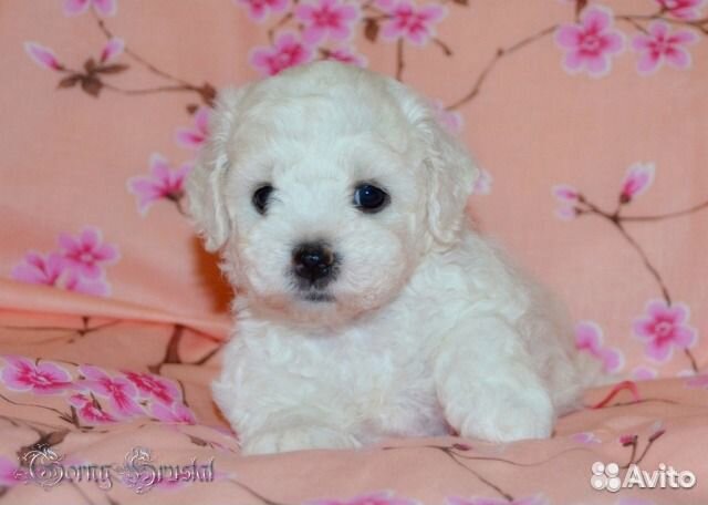 Продам бишон фризе
