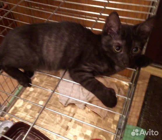 Котенок-пробник пантеры