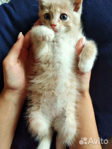 Отдам котенка