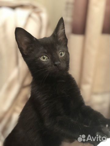 Черный Котенок мальчик 2.5 мес