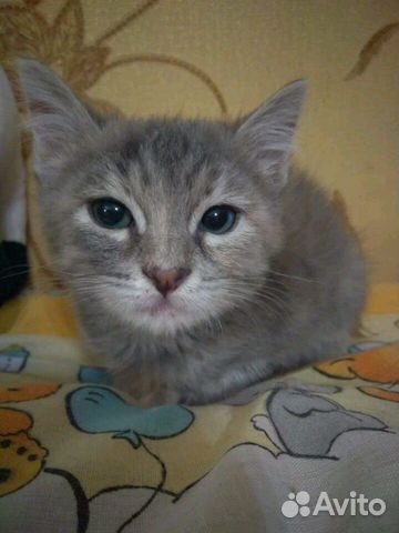 Котёнок в добрые руки