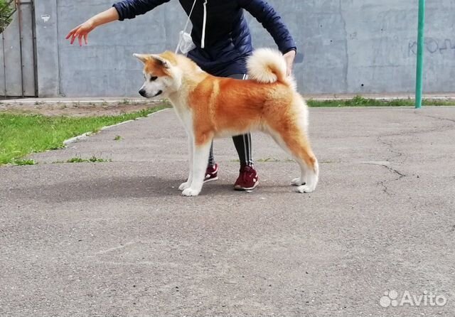 Выставочный мальчик Акита Ину