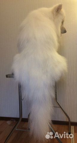Шерсть самоеда