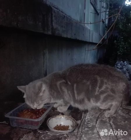 Отдам или продам за символическкую плату