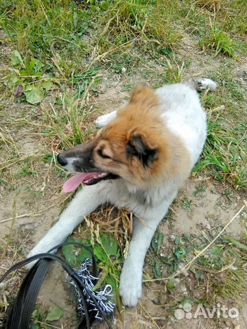 Щенок мальчик помесь 5 месяцев