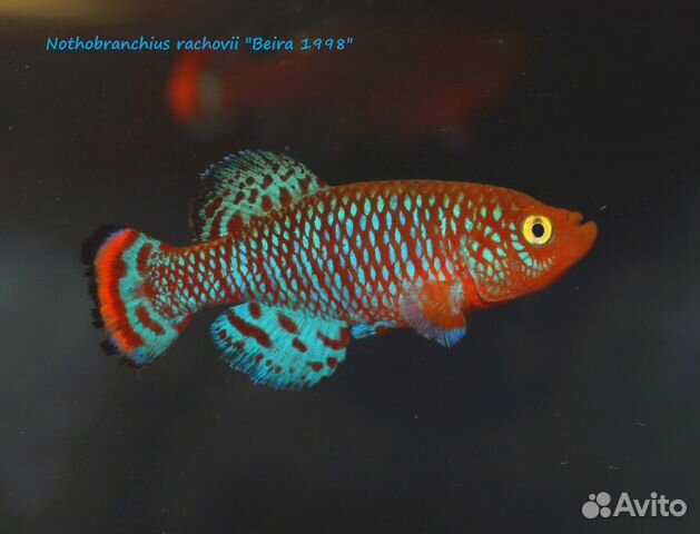 Нотобранхиус Рахова