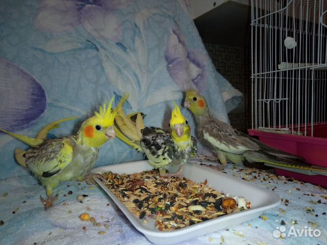 Птенцы корелл