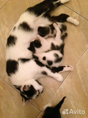 Котята ассорти