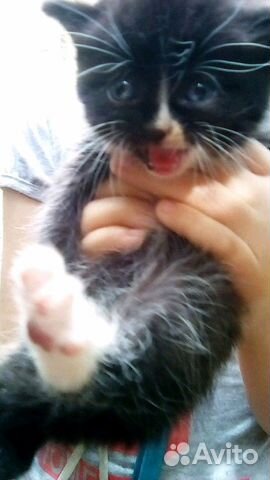 Продам котят от британской кошки