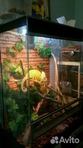 Хамелион+ большой террариум