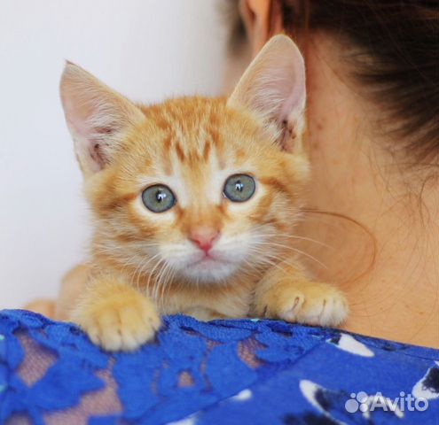 Веселые и игривые котята ждут вас