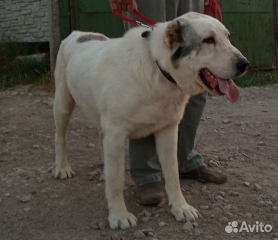 Среднеазиатская овчарка