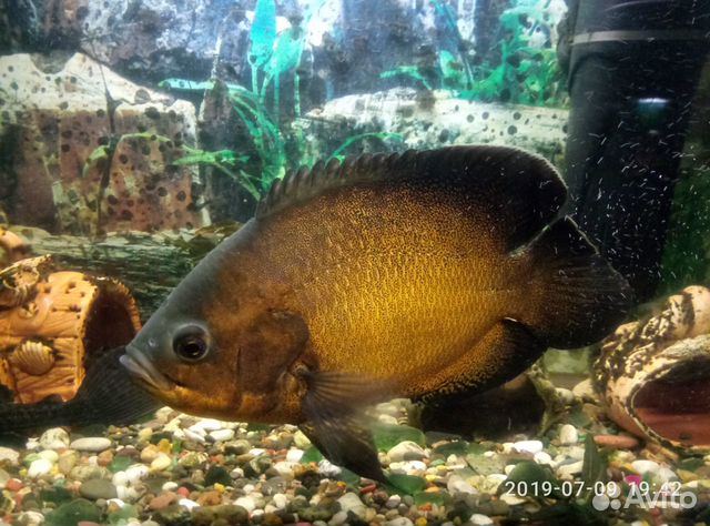 Продается Астронотус