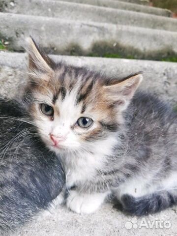 Котята в хорошие руки