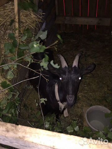 Продаётся дойная коза