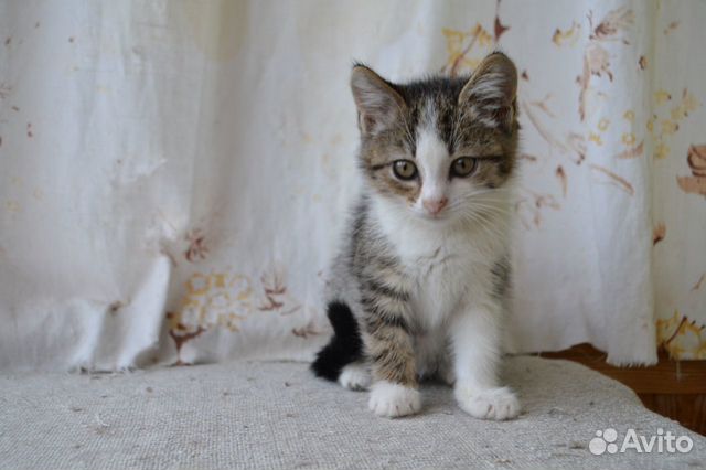 Маленькая кошка ищет родителей