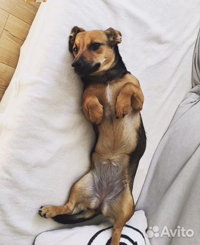 Девочка Метис Таксы